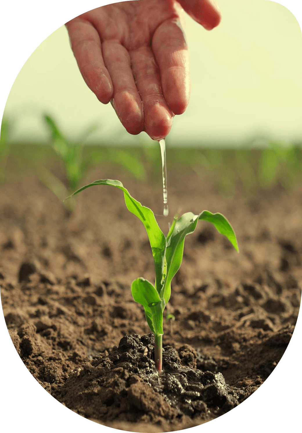 About Global Farms | Connecting Farmers & Consumers Globally